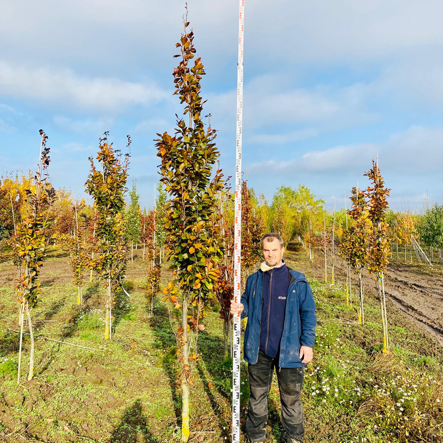 Fagus sylvatica 'Dawyck Purple' - Buk | Starkl - zahradní­k spol. s r.o ...