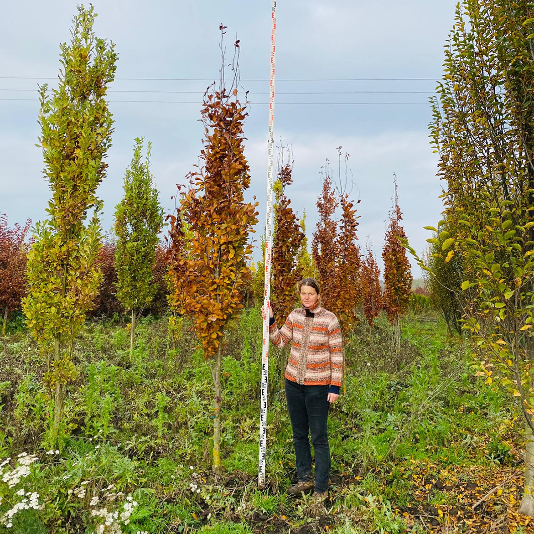 Fagus sylvatica 'Dawyck Purple' - Buk | Starkl - zahradní­k spol. s r.o ...