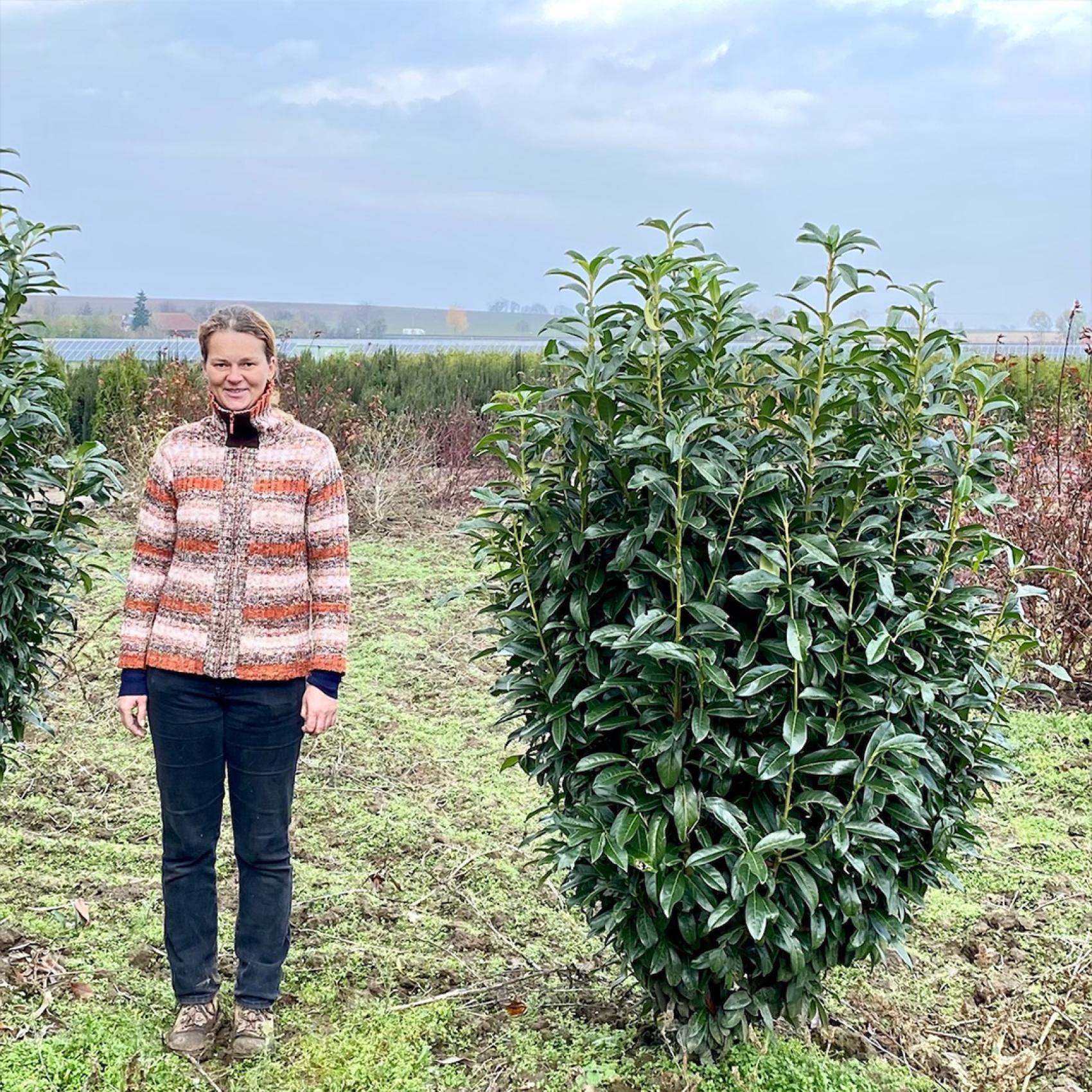 Prunus laurocerasus 'Genolia' - Bobkovišeň | Starkl - zahradní­k spol ...