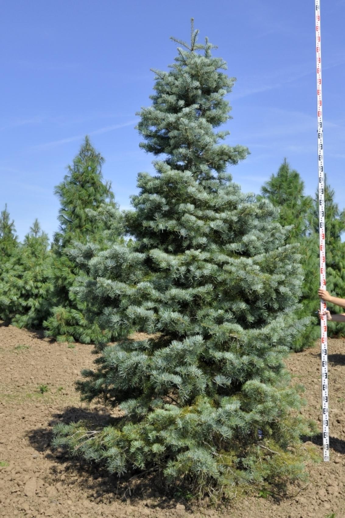 Abies concolor - Jedle | Starkl - zahradní­k spol. s r.o. STROMY