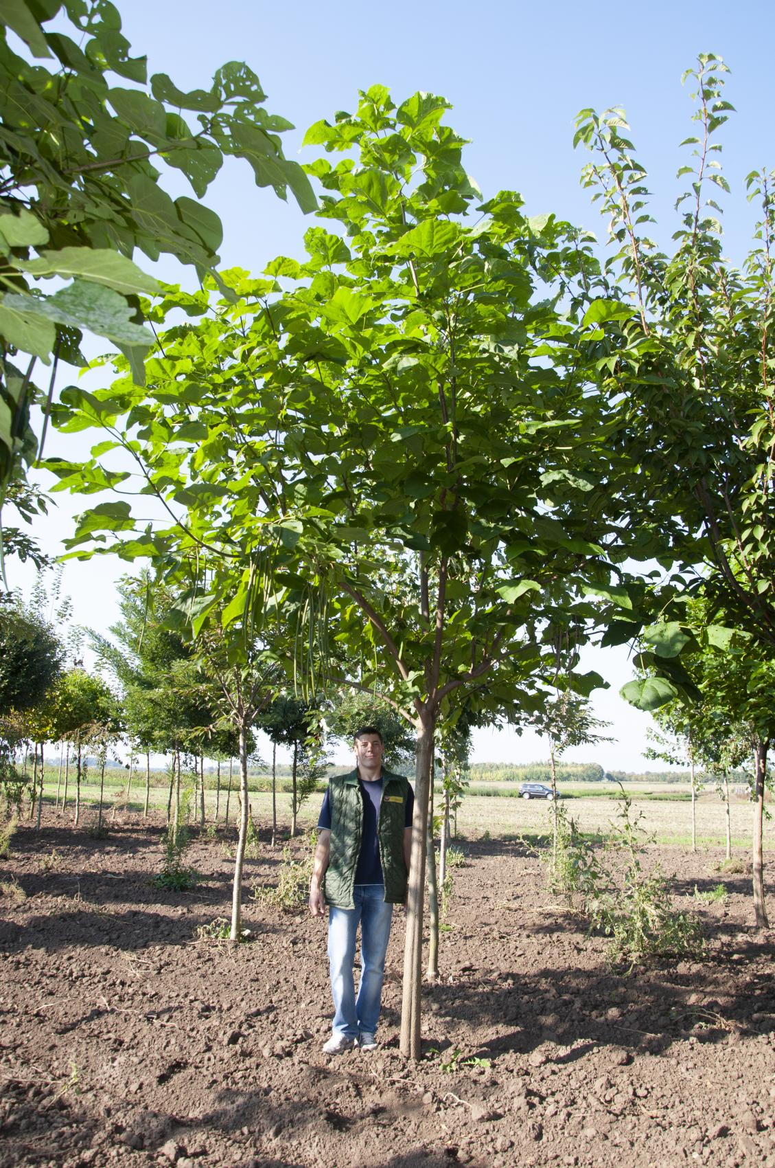 Catalpa bignonioides 'Nana' - Katalpa | Starkl - zahradní­k spol. s r.o ...