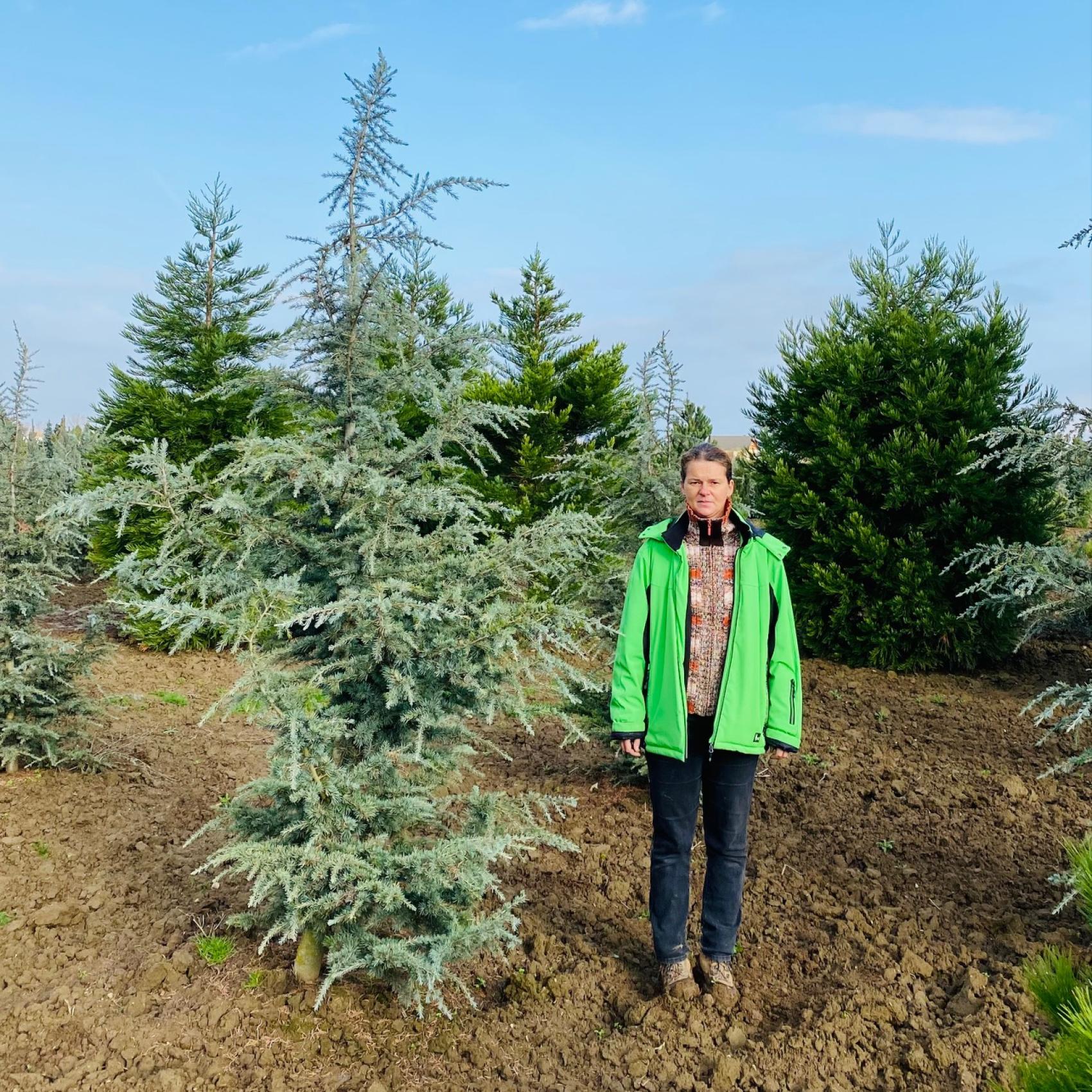 Cedrus deodara 'Eisregen' - Cedr | Starkl - zahradní­k spol. s r.o. STROMY