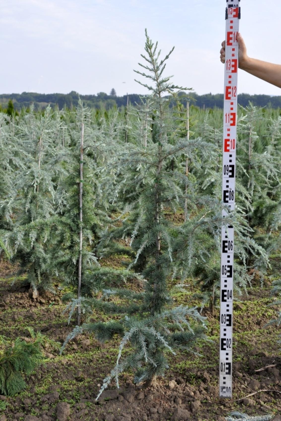 Výška 125 - 150 cm - Cedr | Starkl - zahradní­k spol. s r.o. STROMY