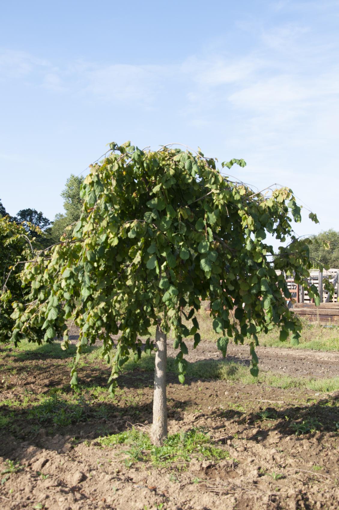 Corylus av. 'Pendula' - Líska | Starkl - zahradní­k spol. s r.o. STROMY