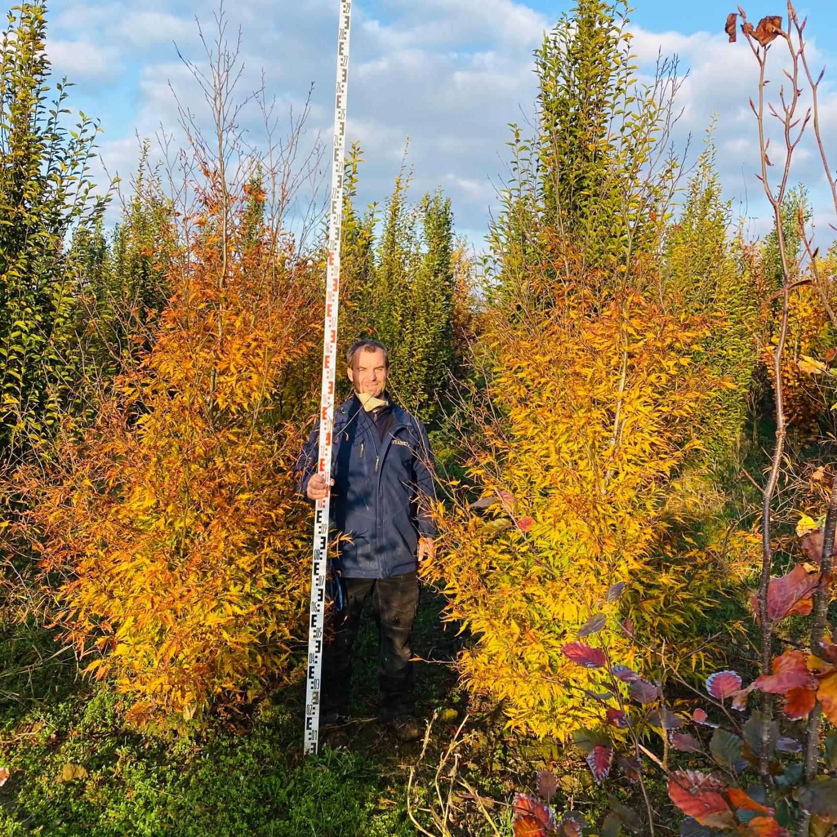 Výška 275 - 300 cm - Buk | Starkl - zahradní­k spol. s r.o. STROMY