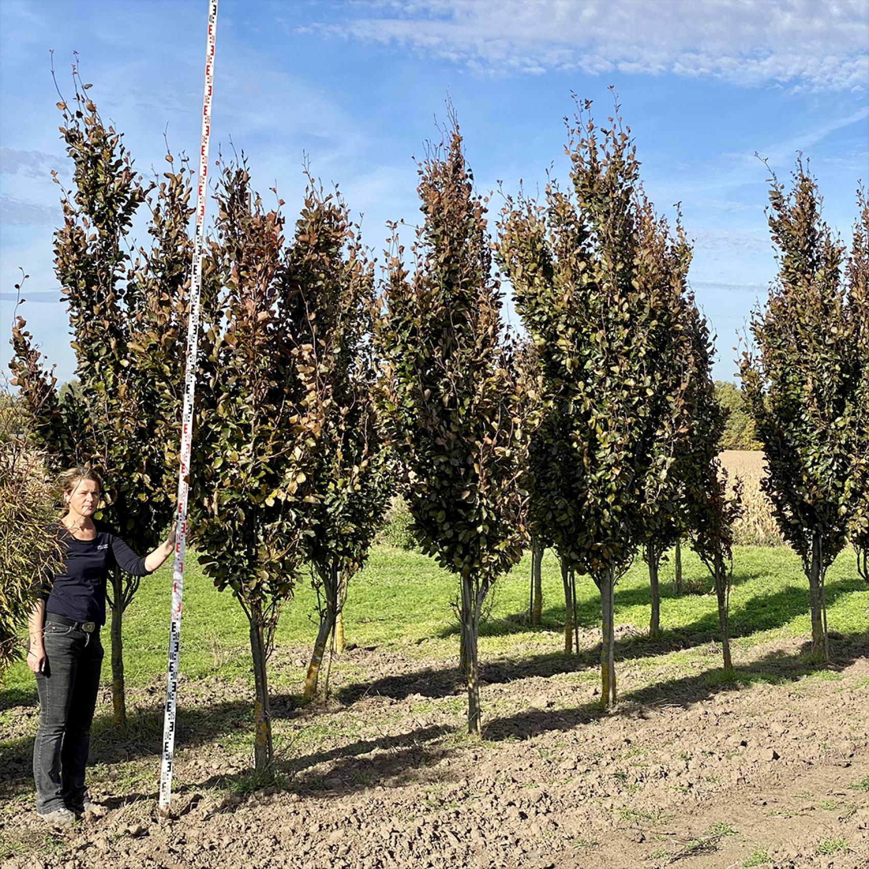 Fagus sylvatica 'Dawyck Purple' - Buk | Starkl - zahradní­k spol. s r.o ...