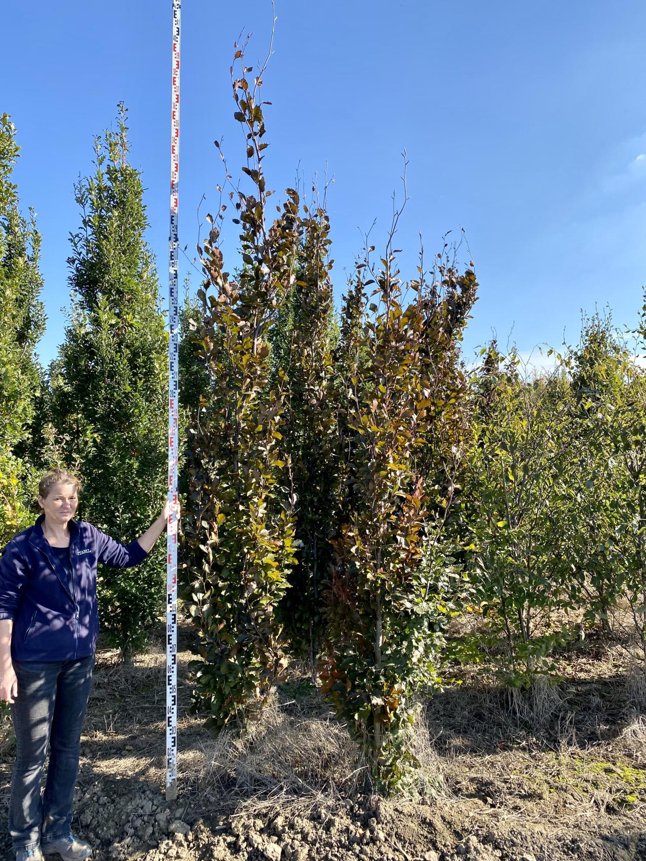 Fagus sylvatica 'Dawyck Purple' - Buk | Starkl - zahradní­k spol. s r.o ...