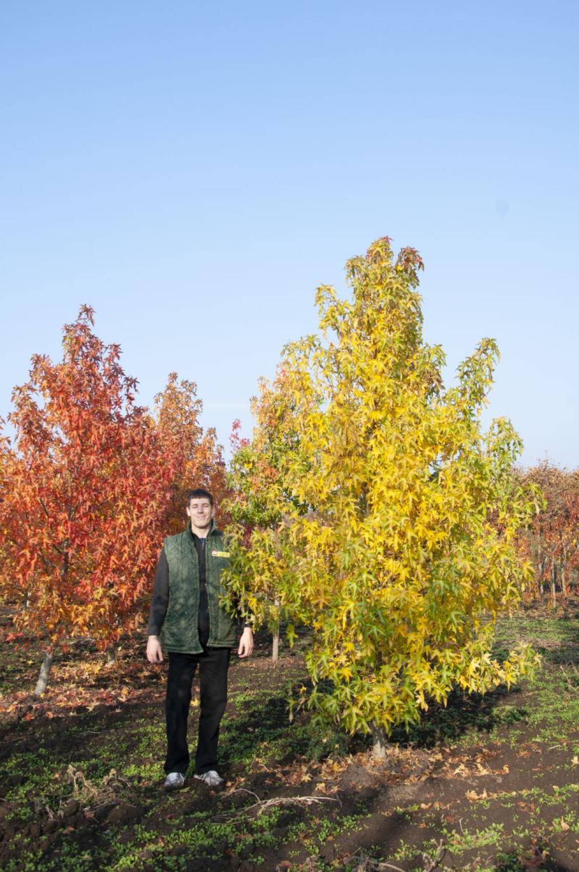 Liquidambar styraciflua - Ambroň | Starkl - zahradní­k spol. s r.o. STROMY