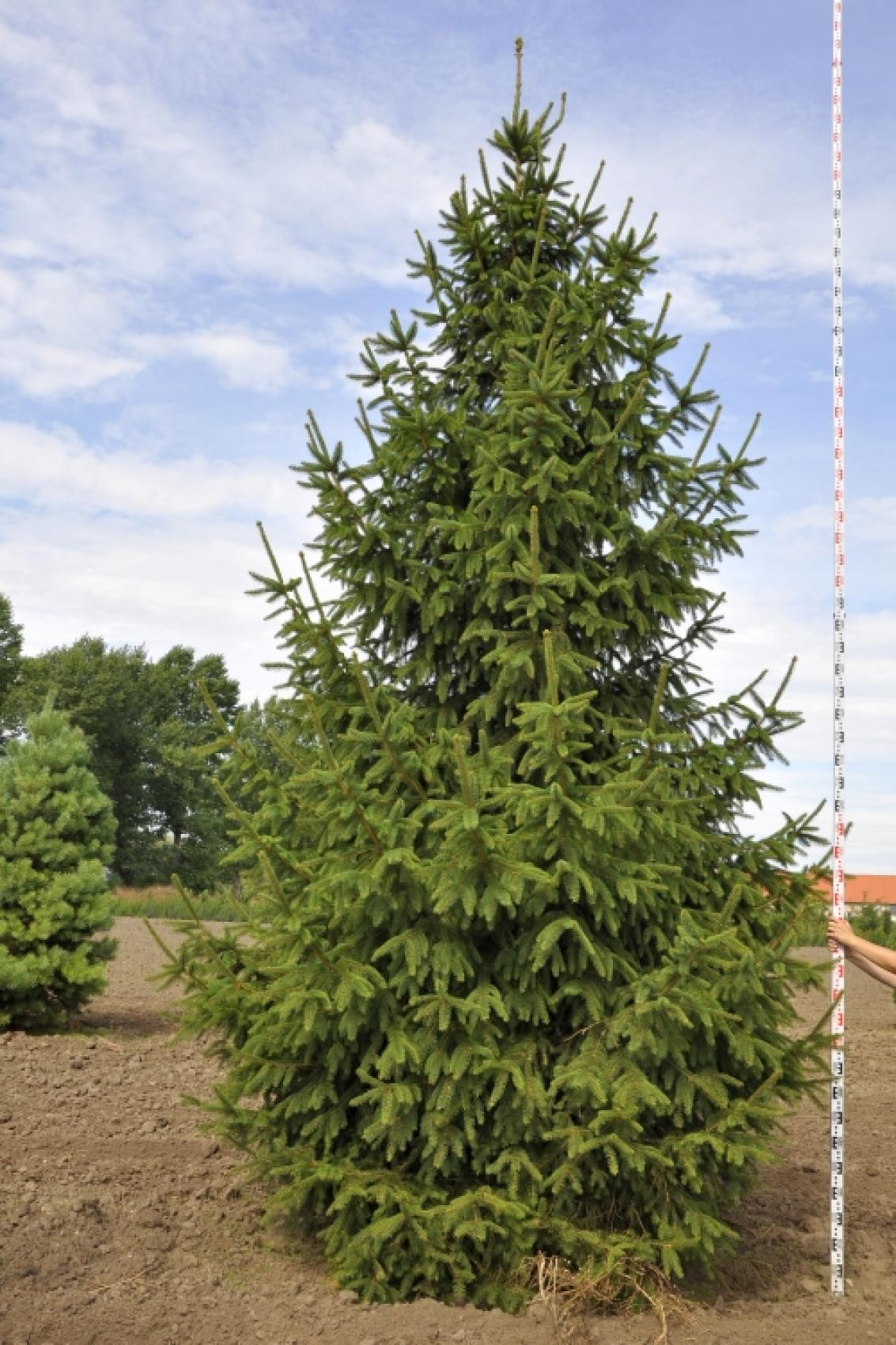 Picea abies - Smrk | Starkl - zahradní­k spol. s r.o. STROMY