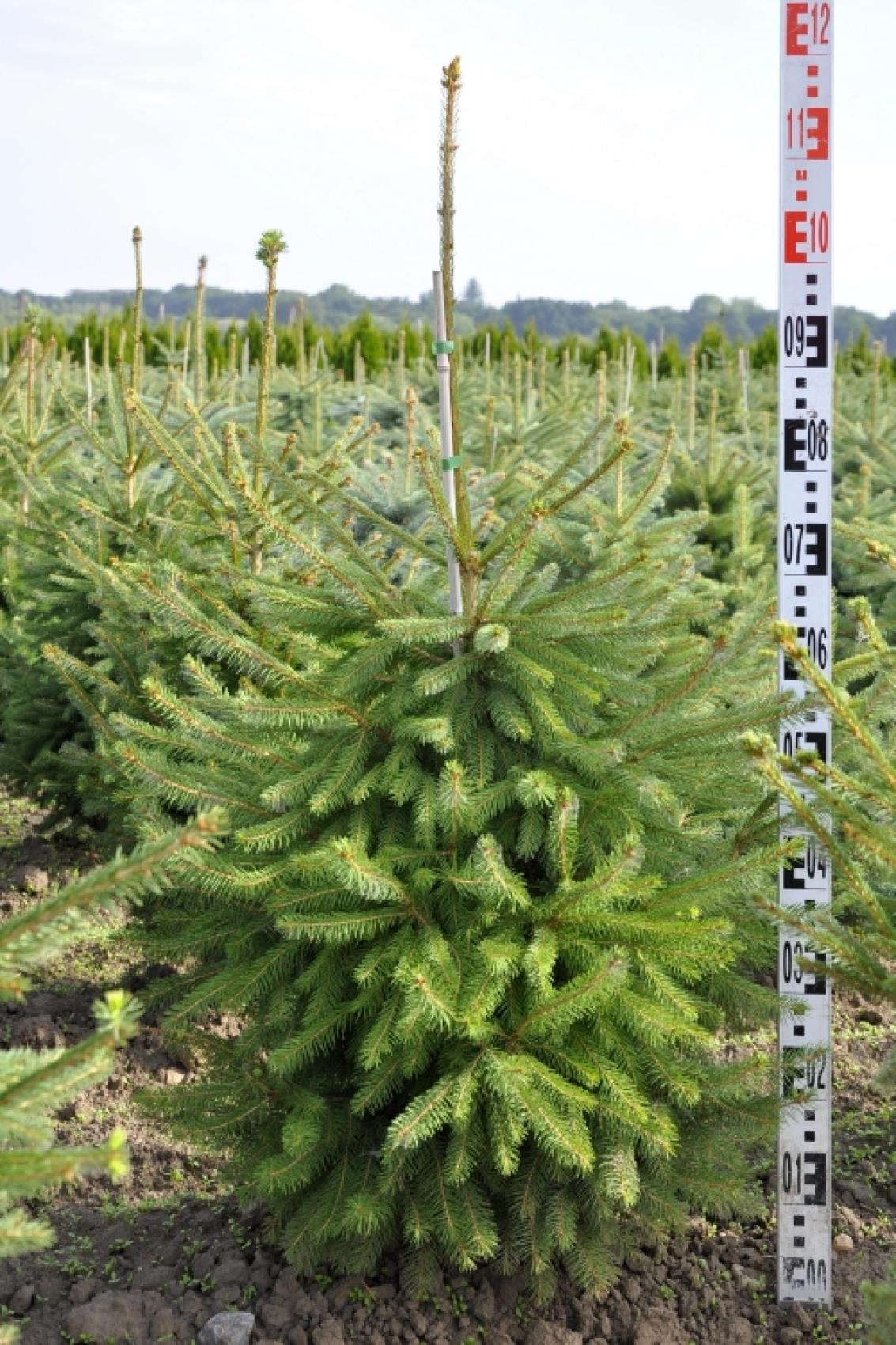 Výška 225 - 250 cm - Smrk | Starkl - zahradní­k spol. s r.o. STROMY