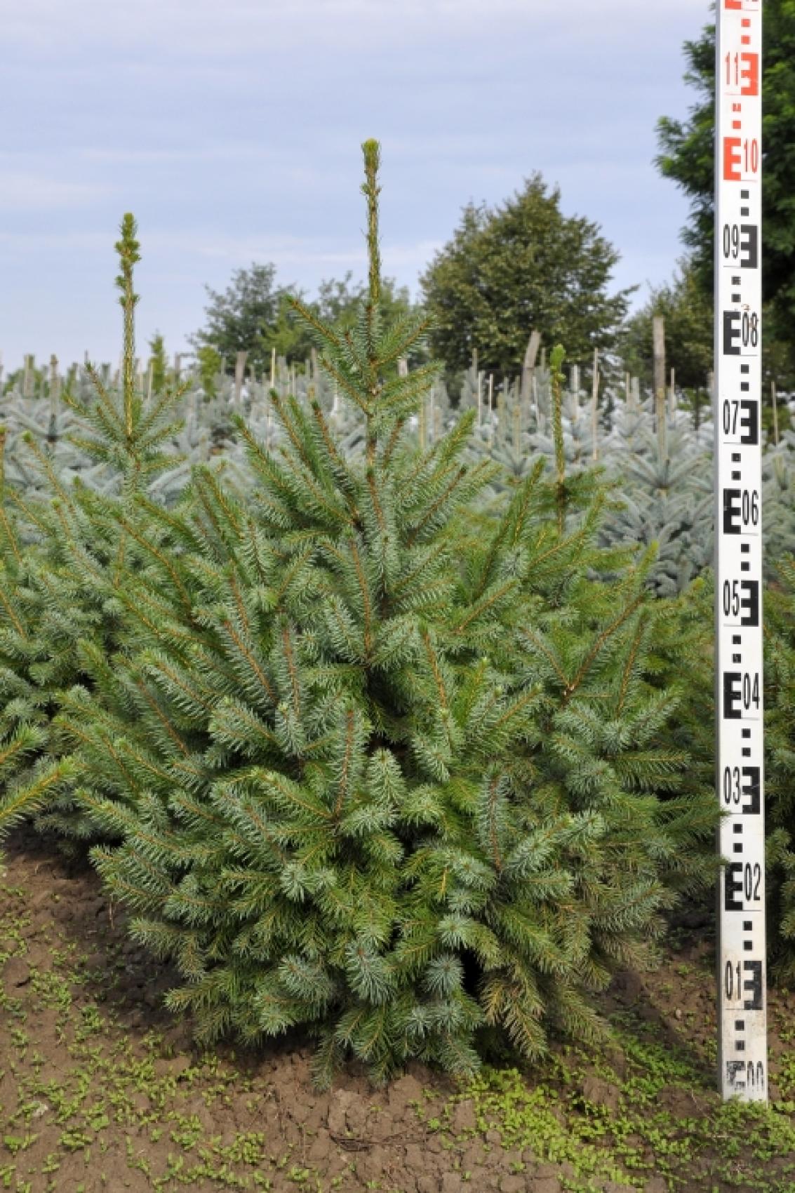 Výška 250 - 275 cm - Smrk | Starkl - zahradní­k spol. s r.o. STROMY