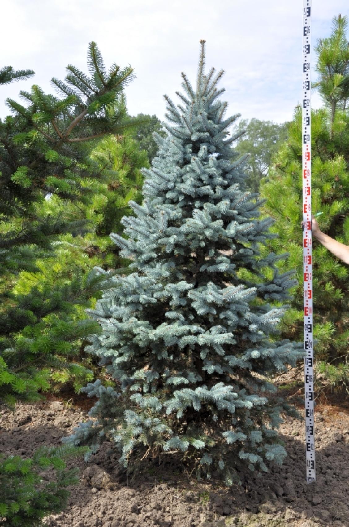 Picea pungens 'Oldenburg' - Smrk | Starkl - zahradní­k spol. s r.o. STROMY
