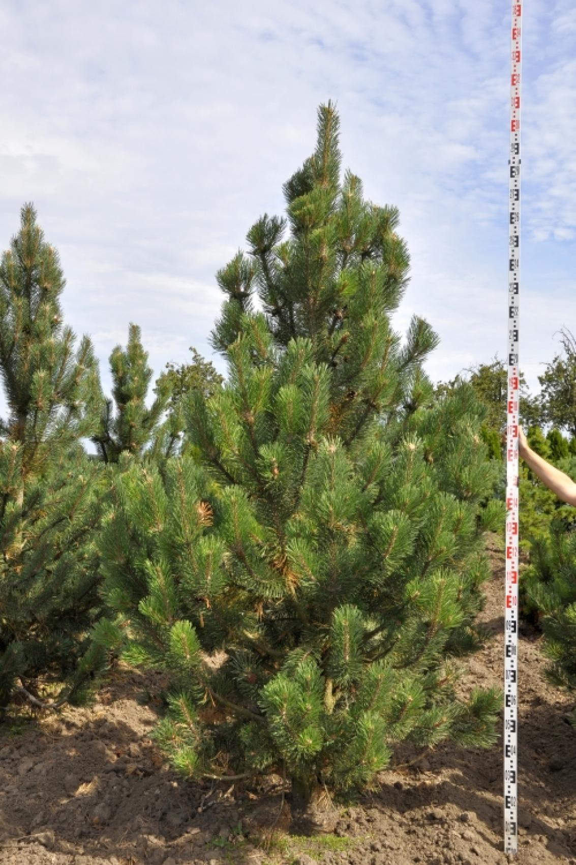 Pinus mugo 'Rostrata' - Borovice | Starkl - zahradní­k spol. s r.o. STROMY