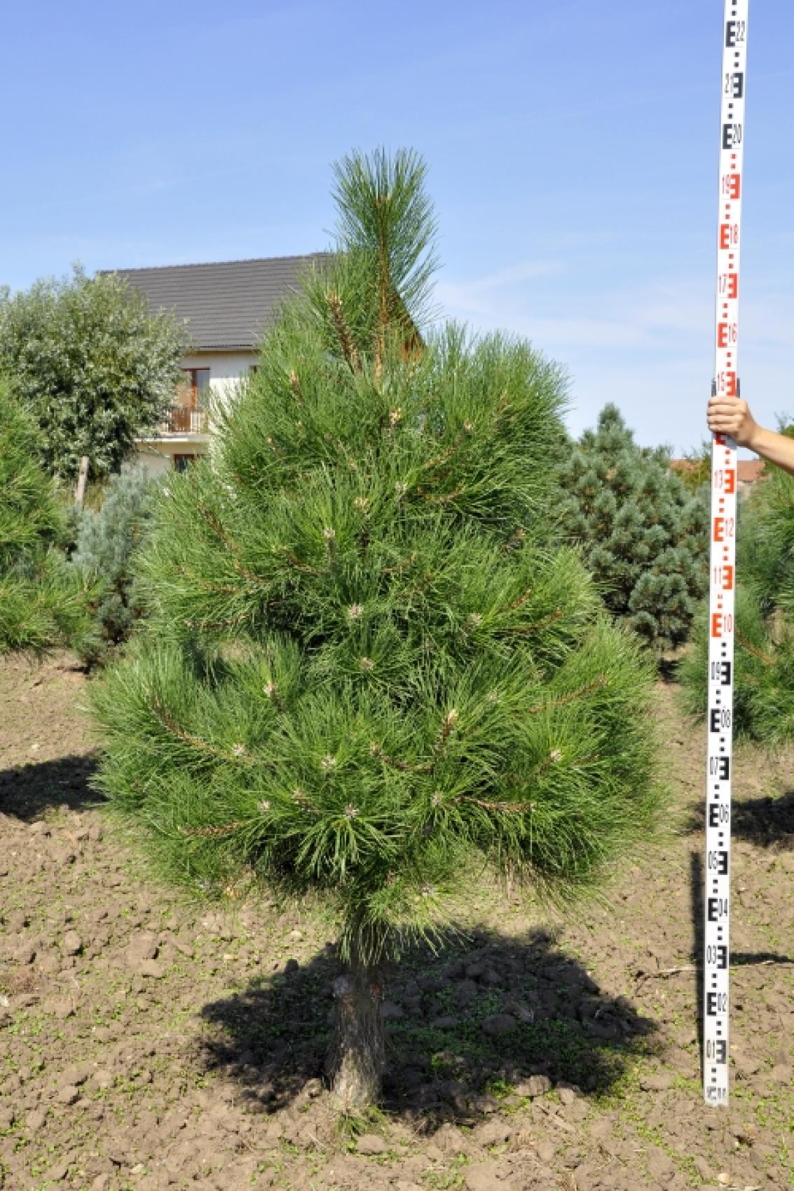 Pinus nigra ssp.nigra | kmínek 50-100 - Borovice | Starkl - zahradní­k ...