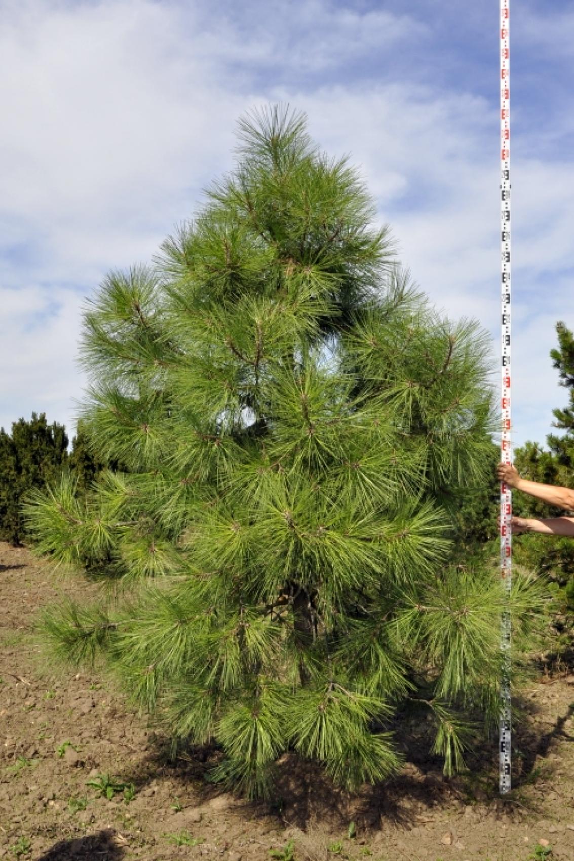 Pinus ponderosa - Borovice | Starkl - zahradní­k spol. s r.o. STROMY