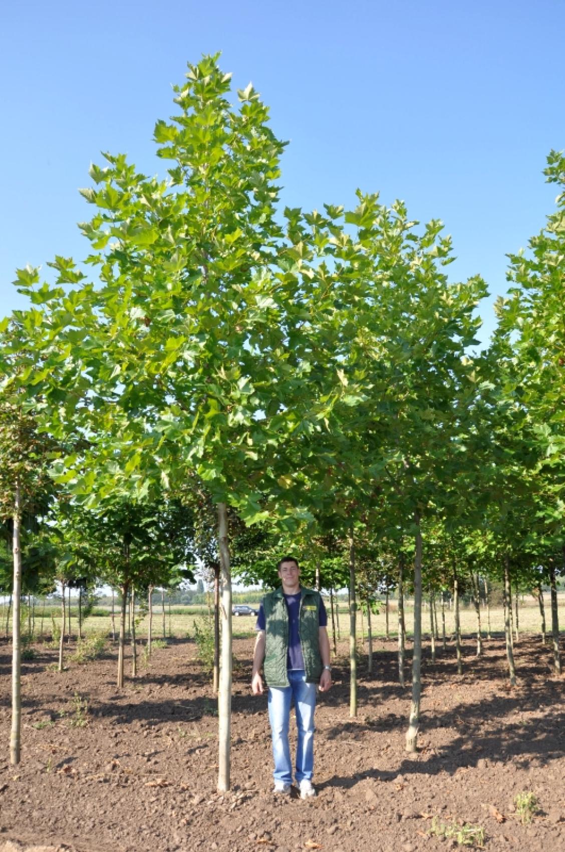 Platanus x acerifolia | kmínek 200 cm - Platan | Starkl - zahradní­k ...