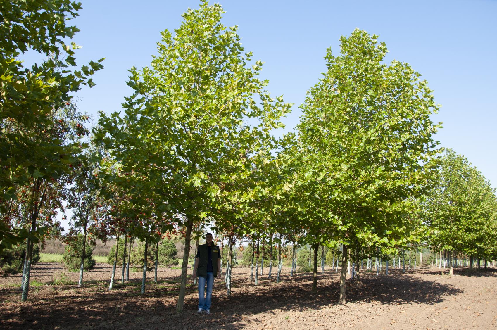 Platanus x acerifolia | kmínek 200 cm - Platan | Starkl - zahradní­k ...