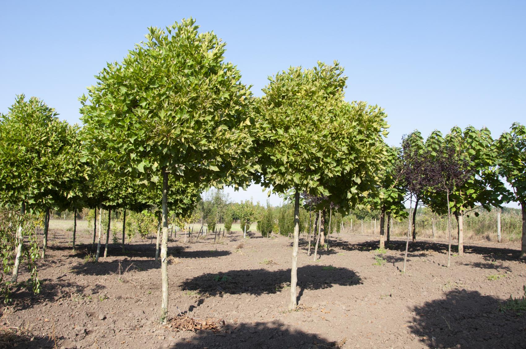 Platanus x acerifolia 'Alphen's Globe' - Platan | Starkl - zahradní­k ...