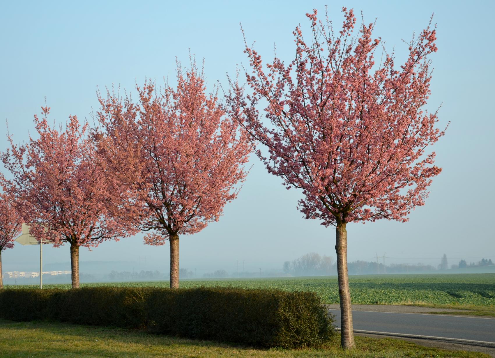 Prunus sargentii 'Rancho' - Višeň, sakura | Starkl - zahradní­k spol. s ...