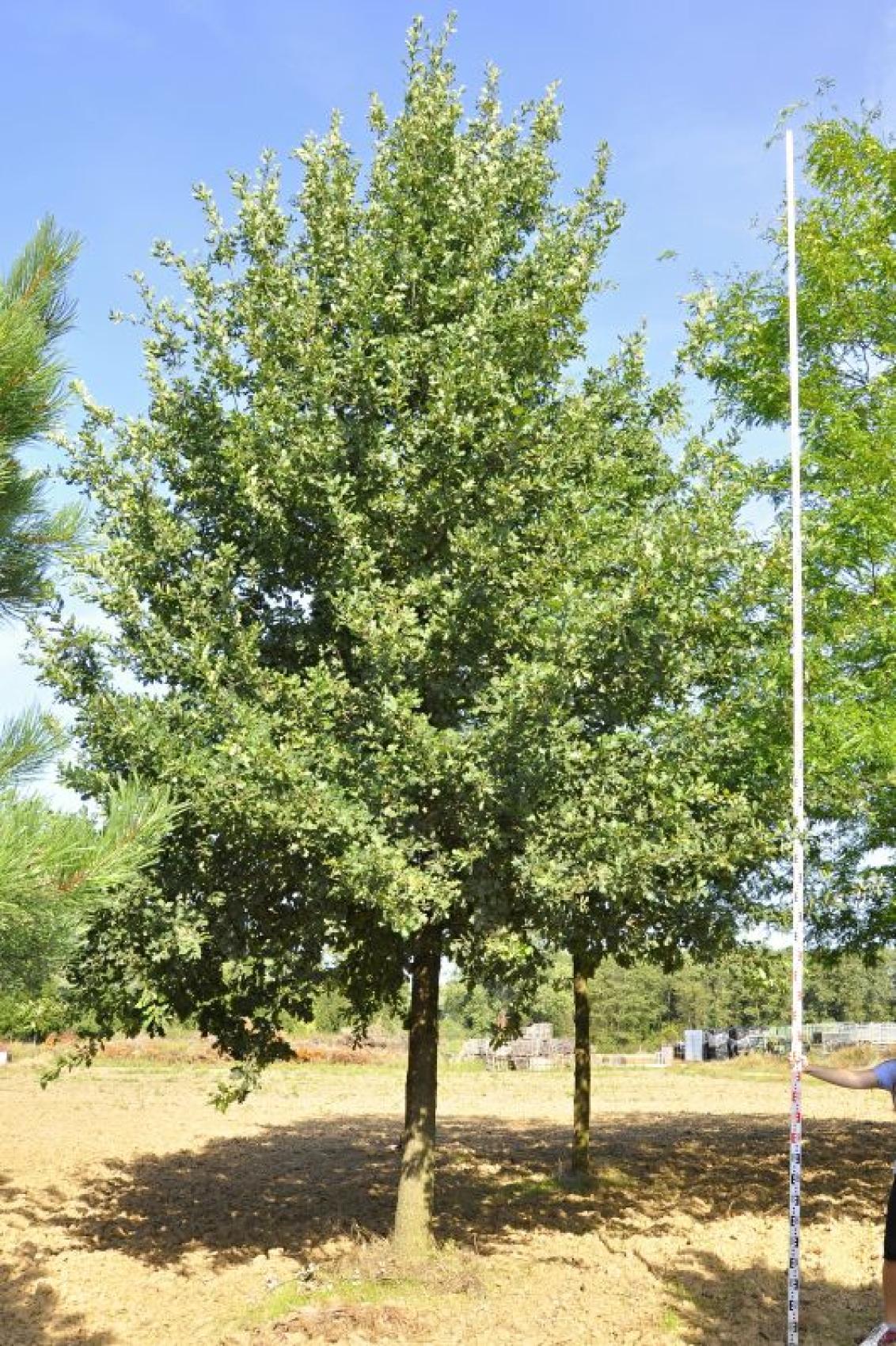 Obvod kmínku 30 - 35 cm - Dub | Starkl - zahradní­k spol. s r.o. STROMY