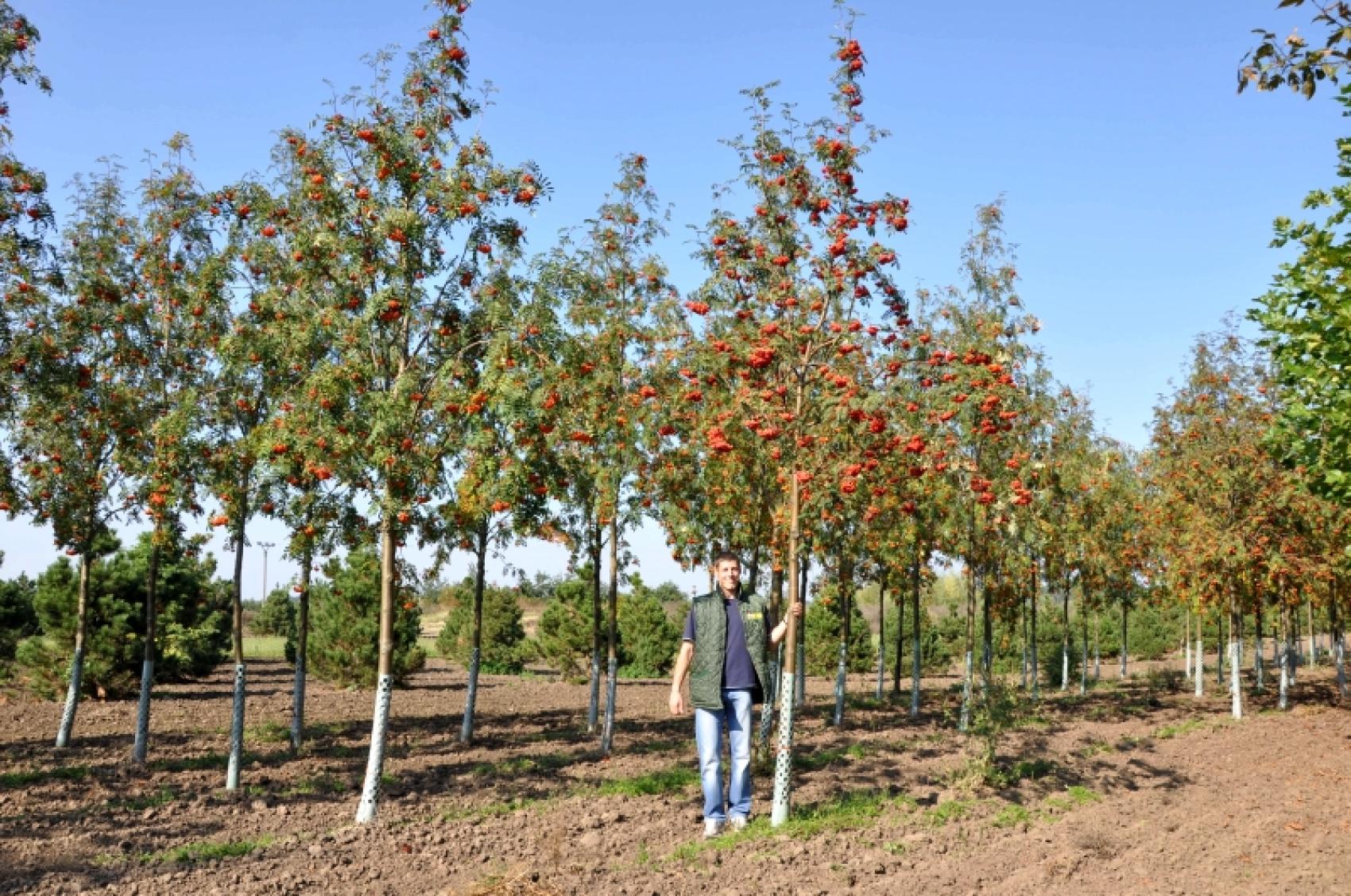 Sorbus aucuparia 'Edulis' - Jeřáb | Starkl - zahradní­k spol. s r.o. STROMY