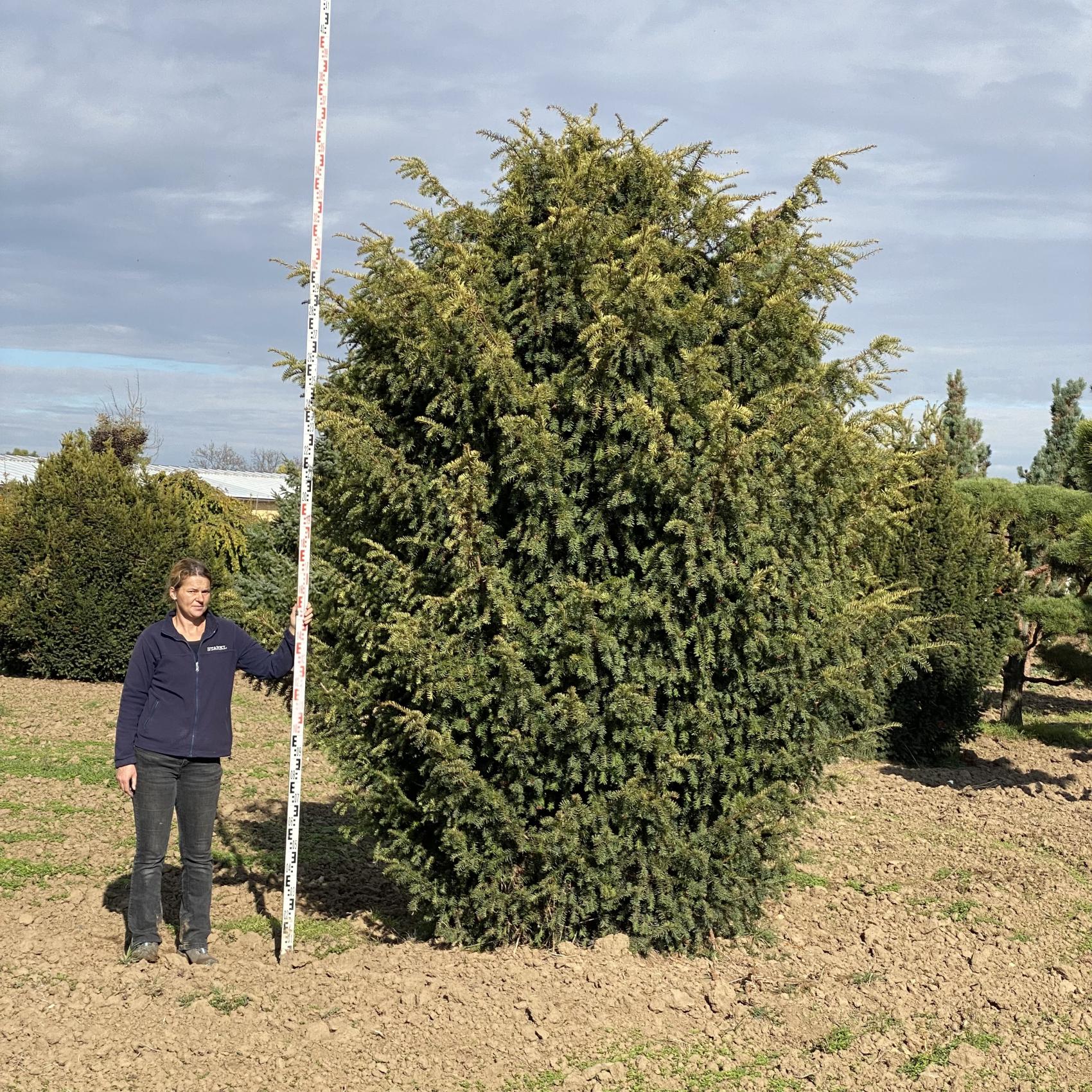 Taxus baccata 'Dovastonii Aurea' - Tis | Starkl - zahradní­k spol. s r ...