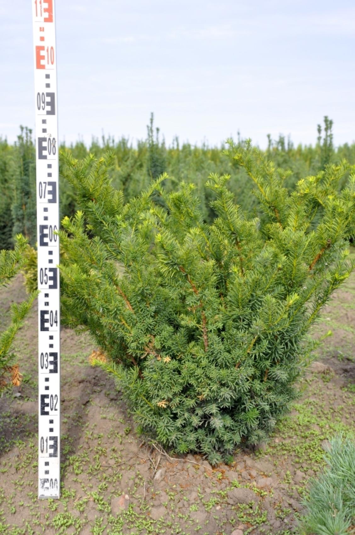 Taxus baccata 'Dovastoniana' - Tis | Starkl - zahradní­k spol. s r.o ...
