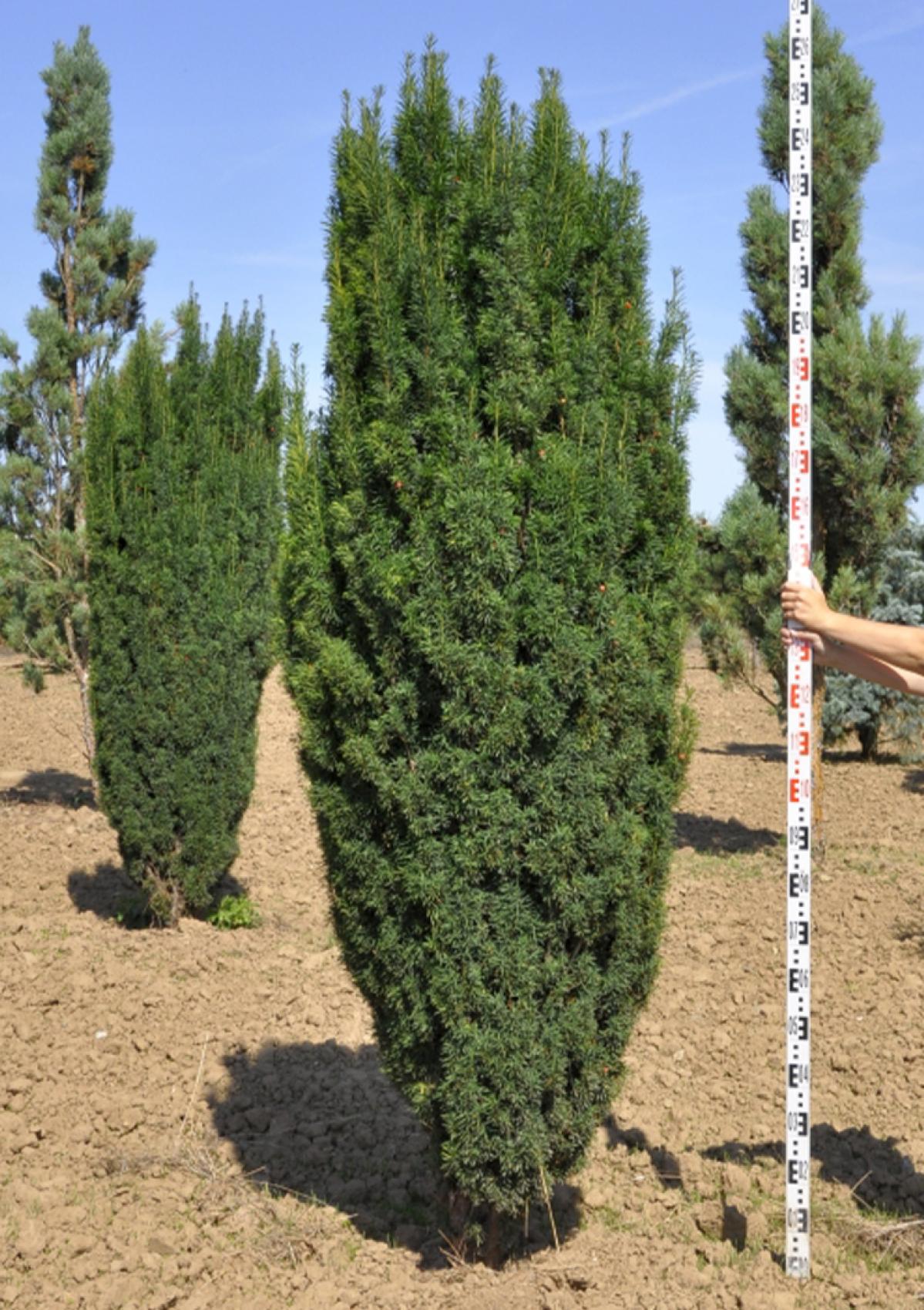 Výška 150 - 175 cm - Tis | Starkl - zahradní­k spol. s r.o. STROMY