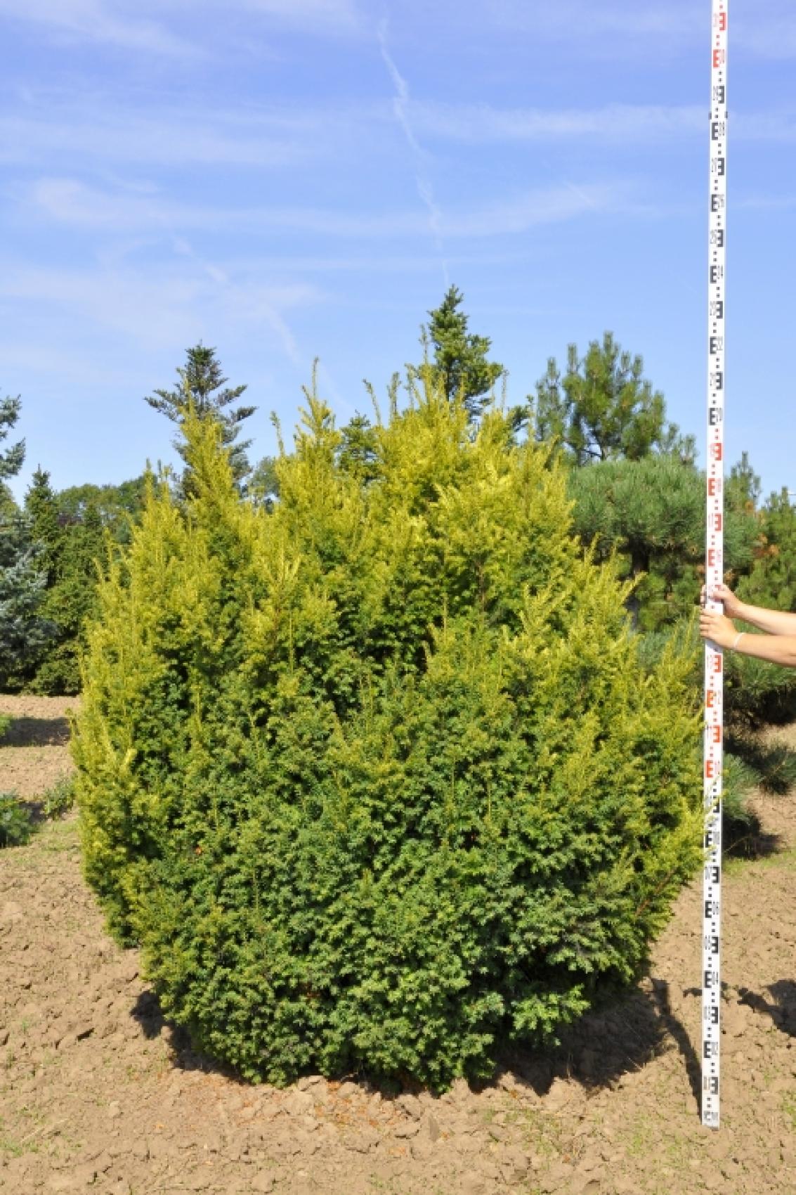 Výška 150 - 175 cm - Tis | Starkl - zahradní­k spol. s r.o. STROMY