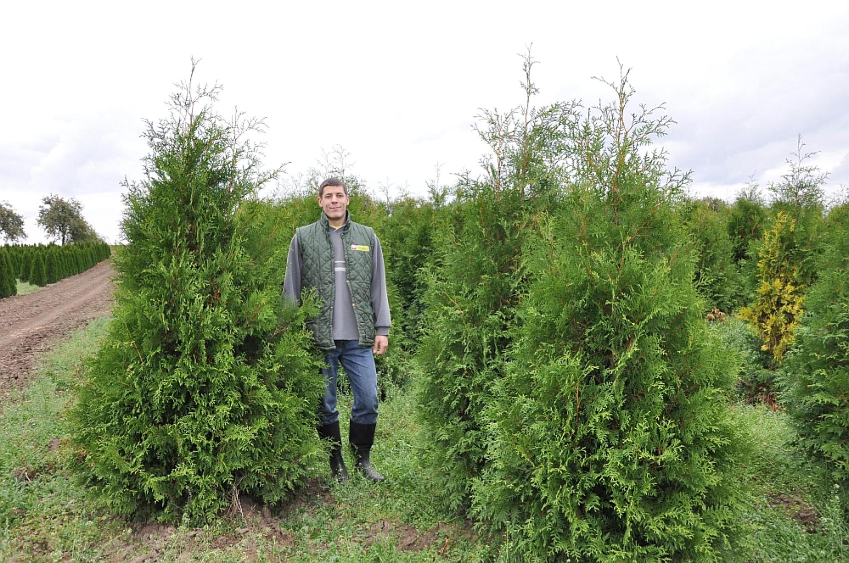 Thuja occidentalis 'Brabant' - Zerav | Starkl - zahradní­k spol. s r.o ...