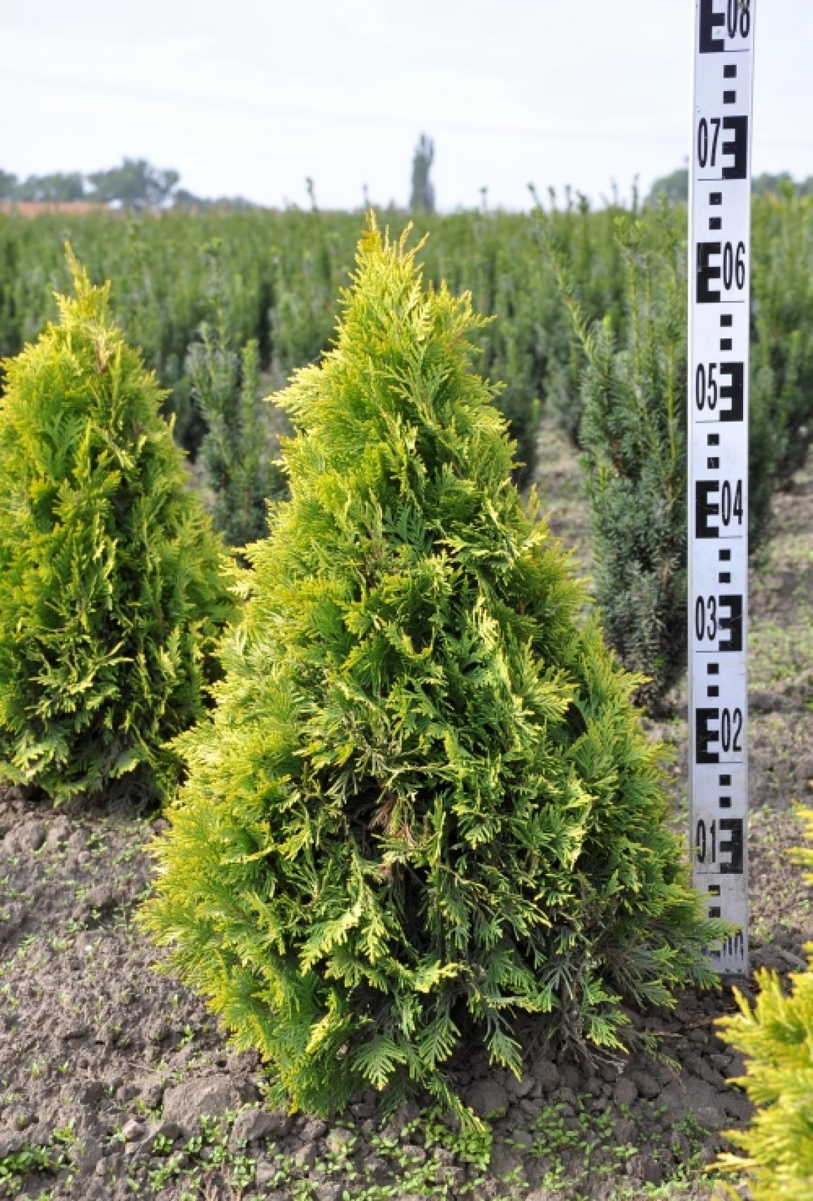 Výška 200 - 225 cm - Zerav | Starkl - zahradní­k spol. s r.o. STROMY