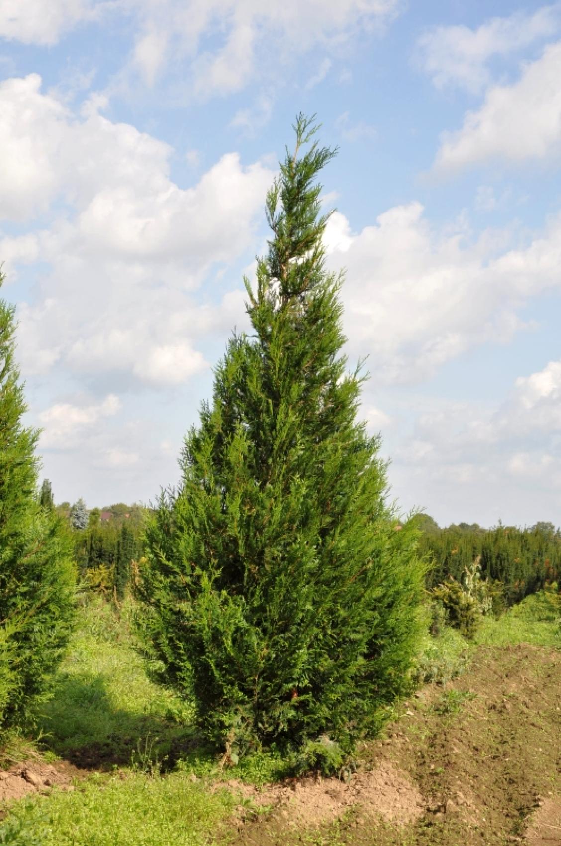Thuja plicata 'Atrovirens' - Zerav | Starkl - zahradní­k spol. s r.o ...