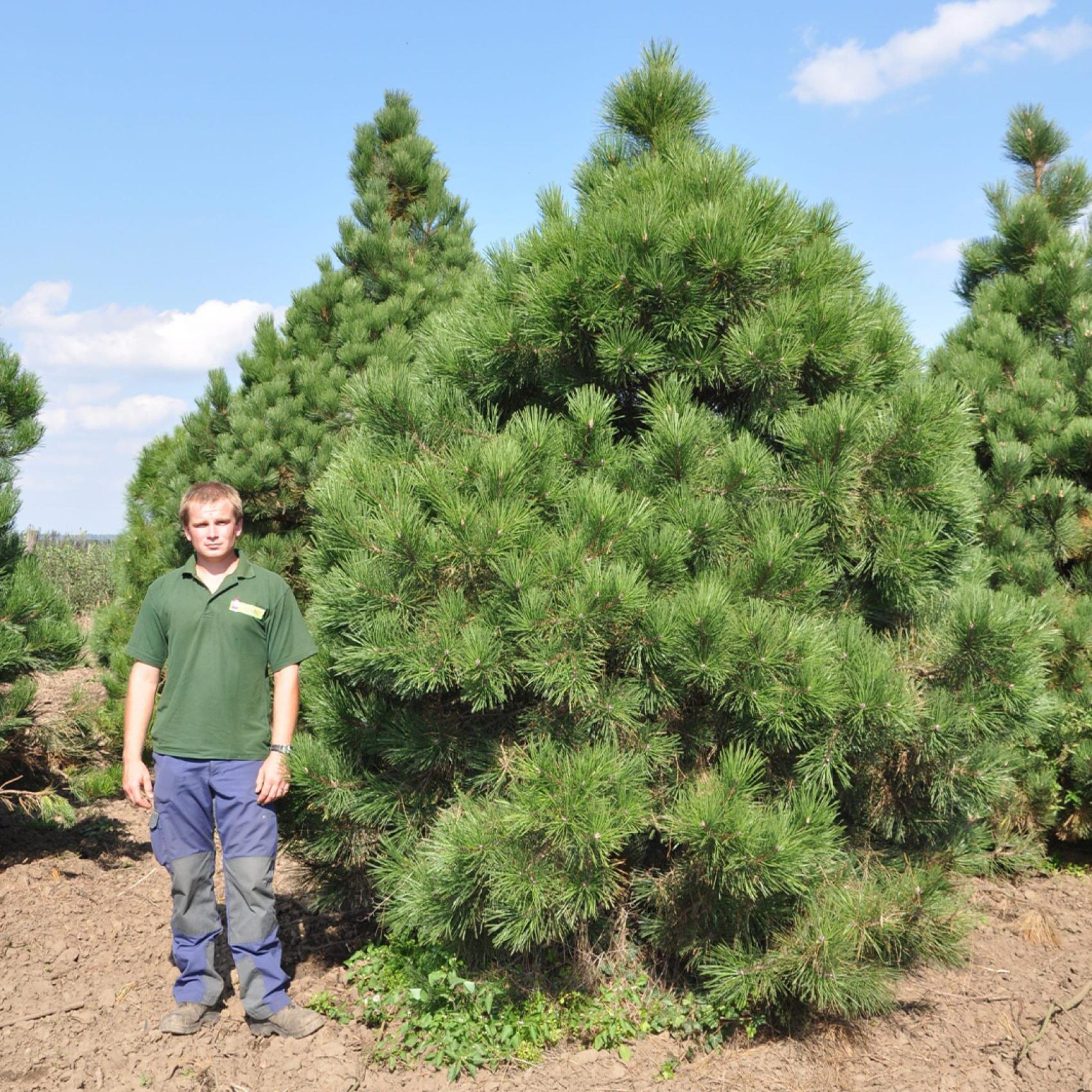 Pinus nigra ssp.nigra - Borovice | Starkl - zahradní­k spol. s r.o. STROMY