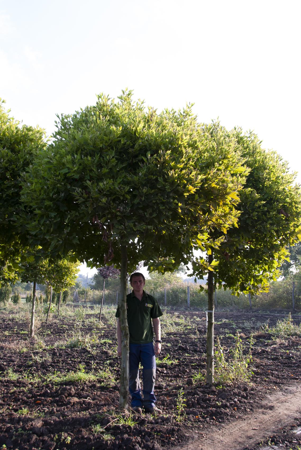 Platanus x acerifolia 'Alphen's Globe' - Platan | Starkl - zahradní­k ...