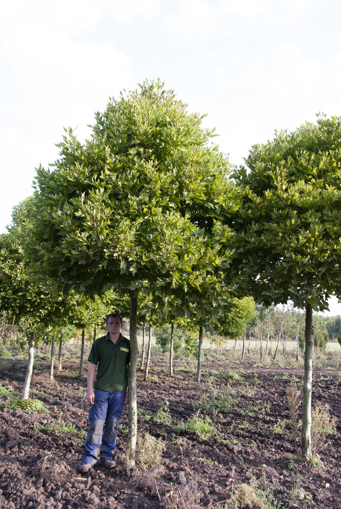 Platanus x acerifolia 'Alphen's Globe' - Platan | Starkl - zahradní­k ...