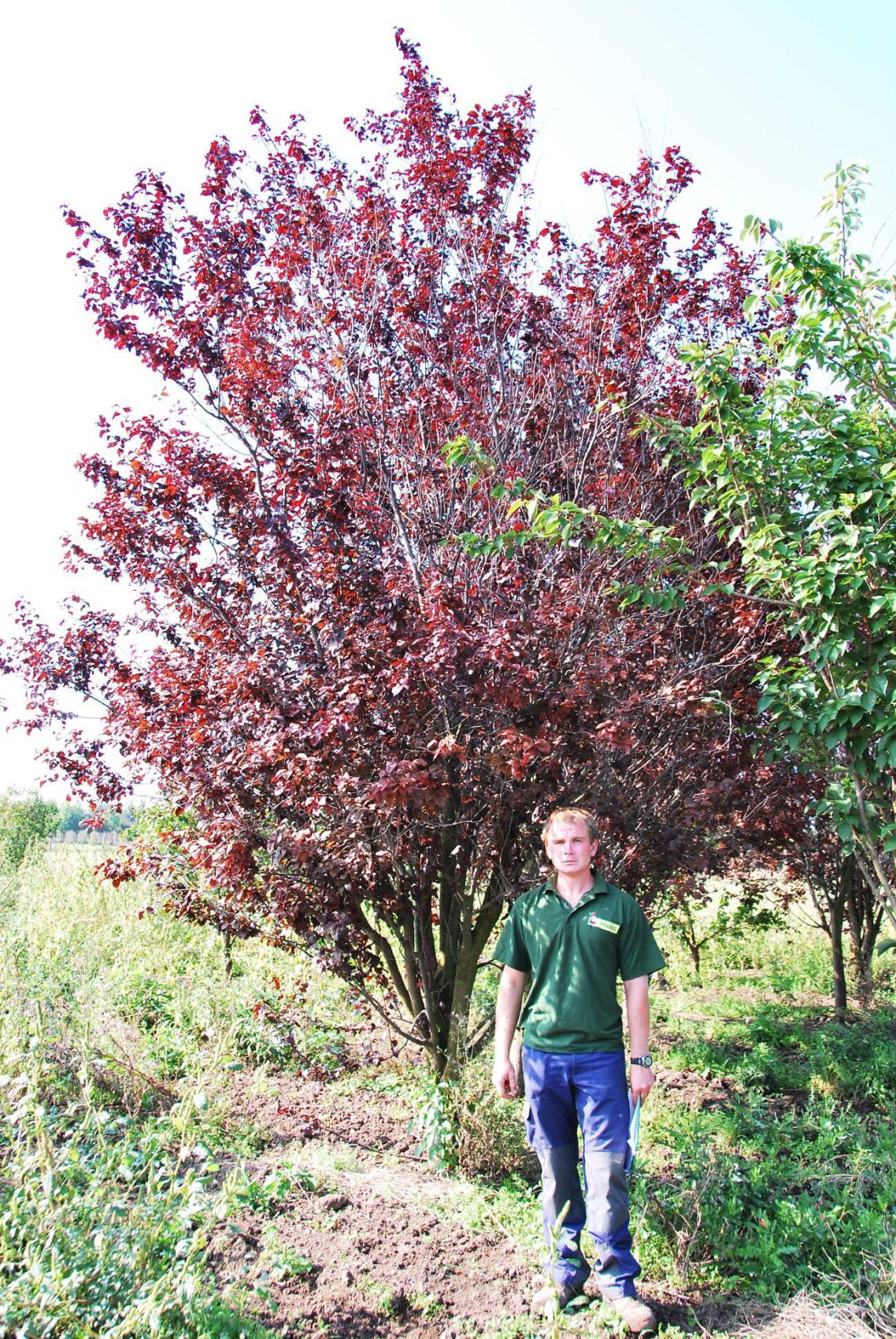 Prunus cerasifera 'Nigra' - Višeň, sakura | Starkl - zahradní­k spol. s ...
