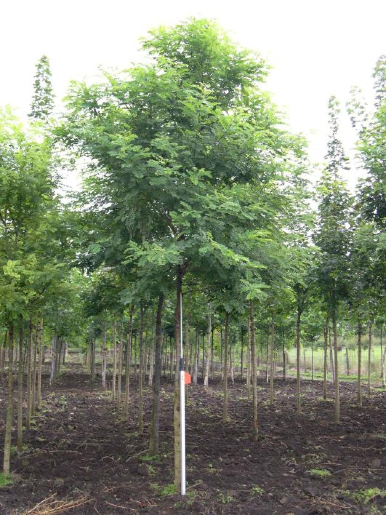 Obvod kmínku 50 - 60 cm - Akát | Starkl - zahradní­k spol. s r.o. STROMY