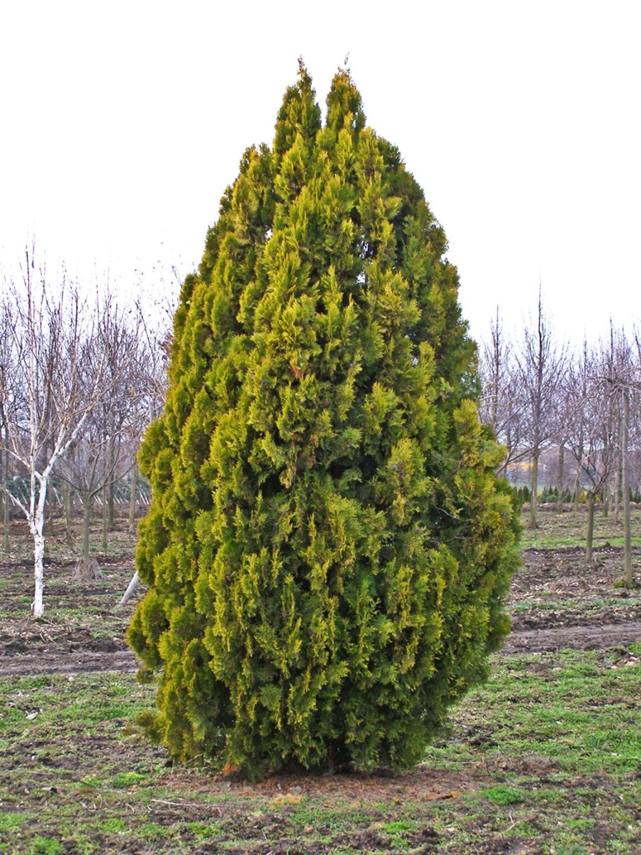 Thuja orientalis 'Pyramidalis Aurea' - Zerav | Starkl - zahradní­k spol ...