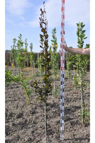 Výška 350 - 400 cm - Buk | Starkl - zahradní­k spol. s r.o. STROMY