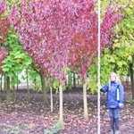 Višeň, sakura > Polokmeny | Starkl - zahradní­k spol. s r.o. STROMY